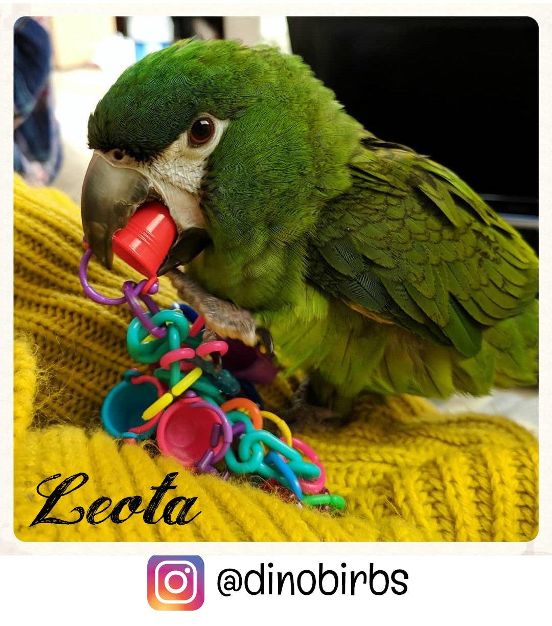 Why Toys? – Lil Monsters Bird Toys